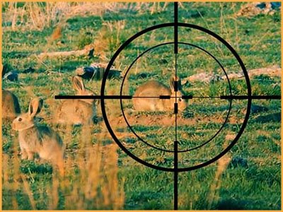 10+ Best Varmint Scopes in 2021 - Expert's Review & Guide