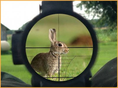10+ Best Varmint Scopes in 2021 - Expert's Review & Guide